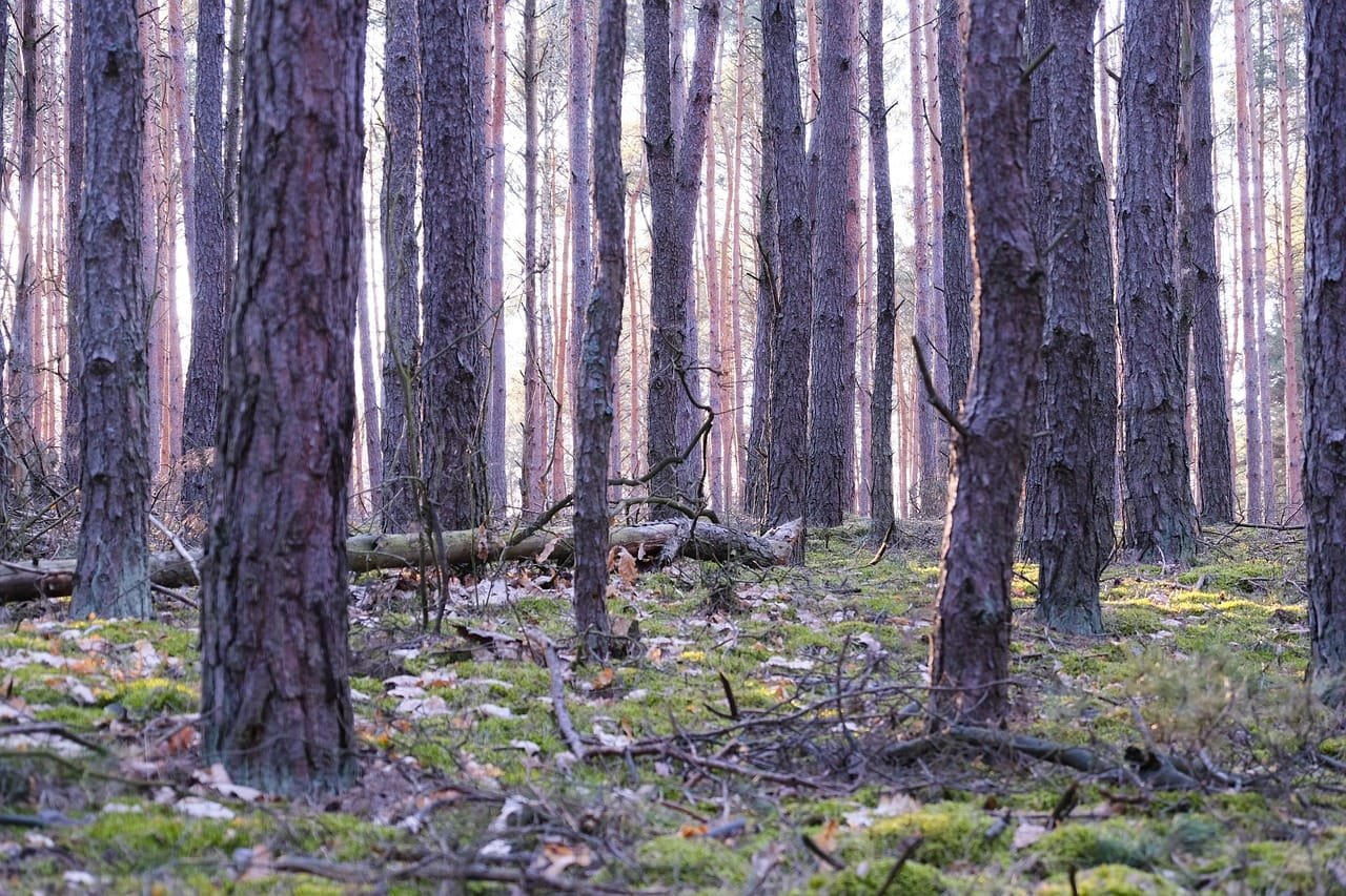 Uitdagingen CSRD implementatie, hoe zie je het bos door de bomen? - ESG ...